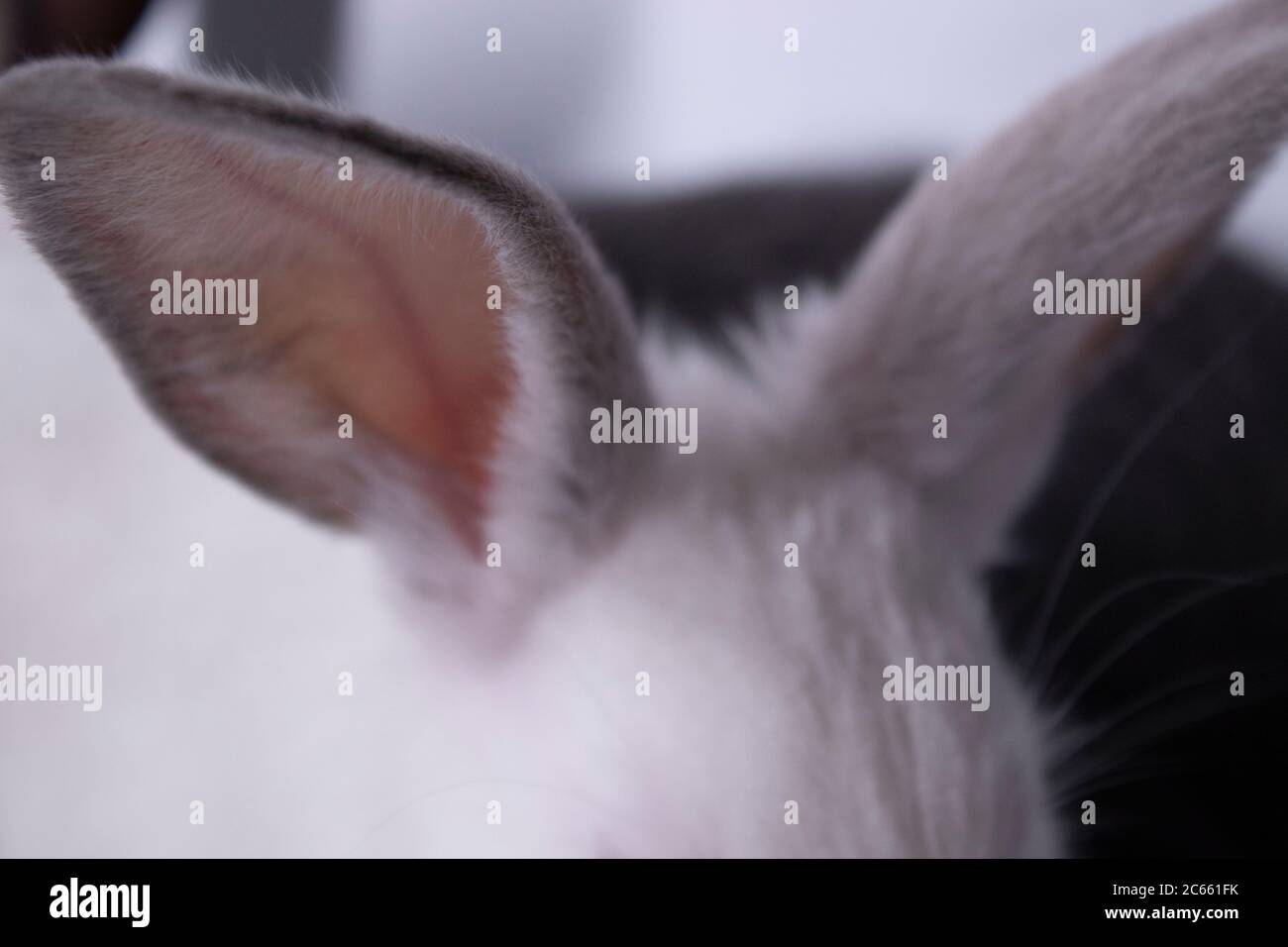 cute white and black bunny's - rabbit's ears. High quality photo Stock ...