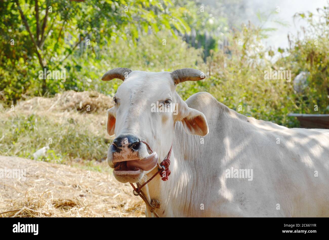 white Brahman cattle in farm Stock Photo - Alamy