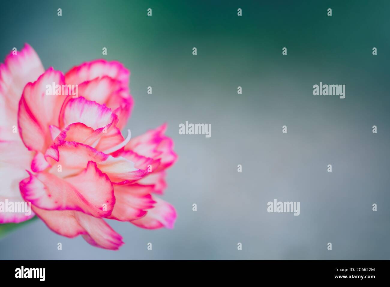 floral background of multi-colored flowers . Beautiful bouquet of ...