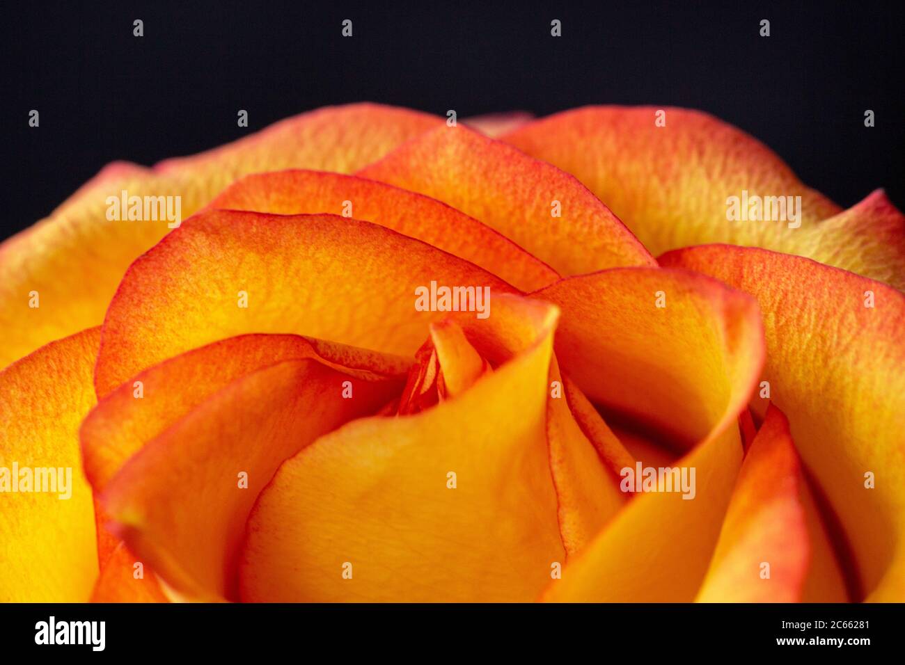 Yellow rose with red edges hi-res stock photography and images - Alamy