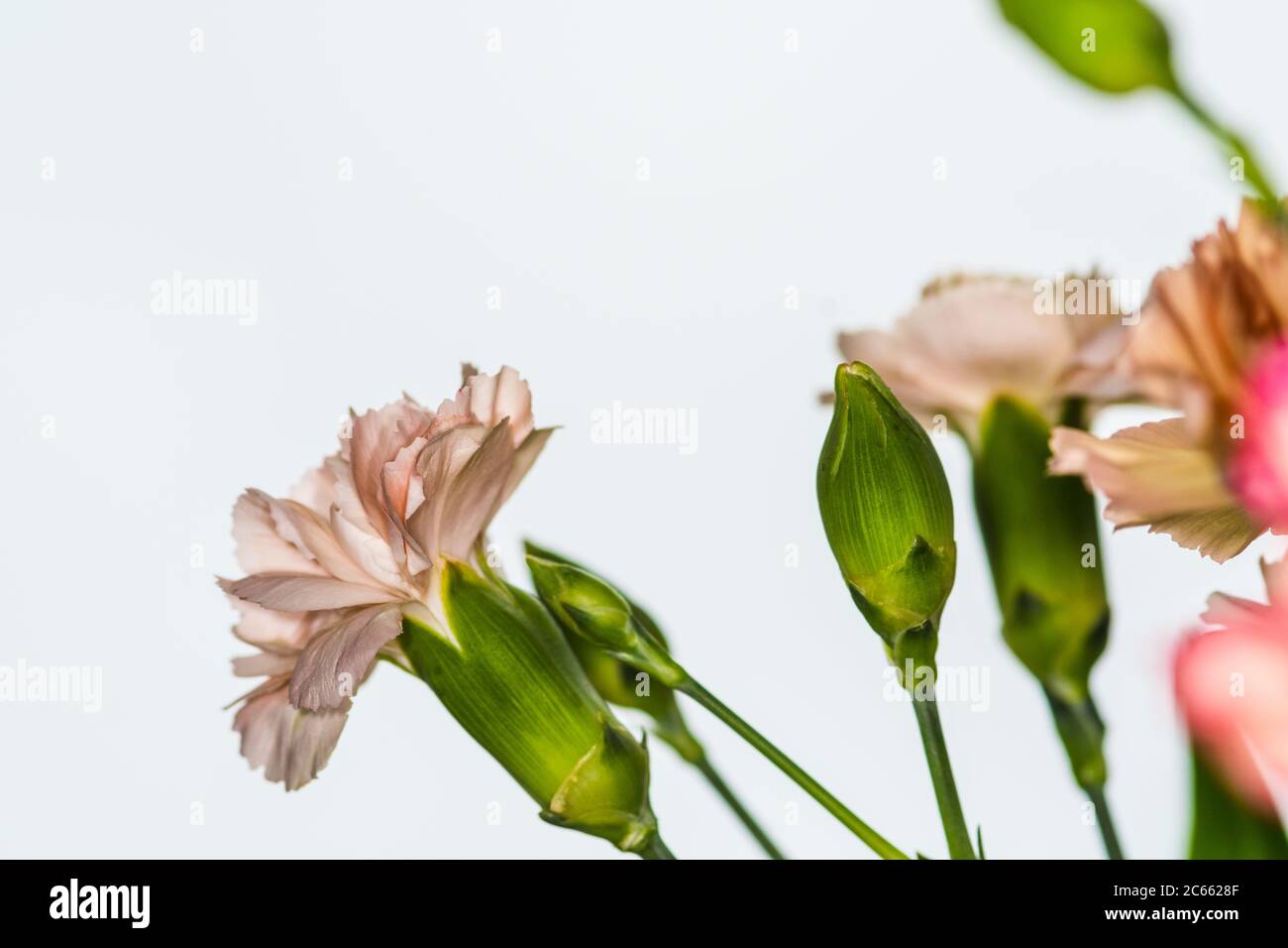 floral background of multi-colored flowers . Beautiful bouquet of ...