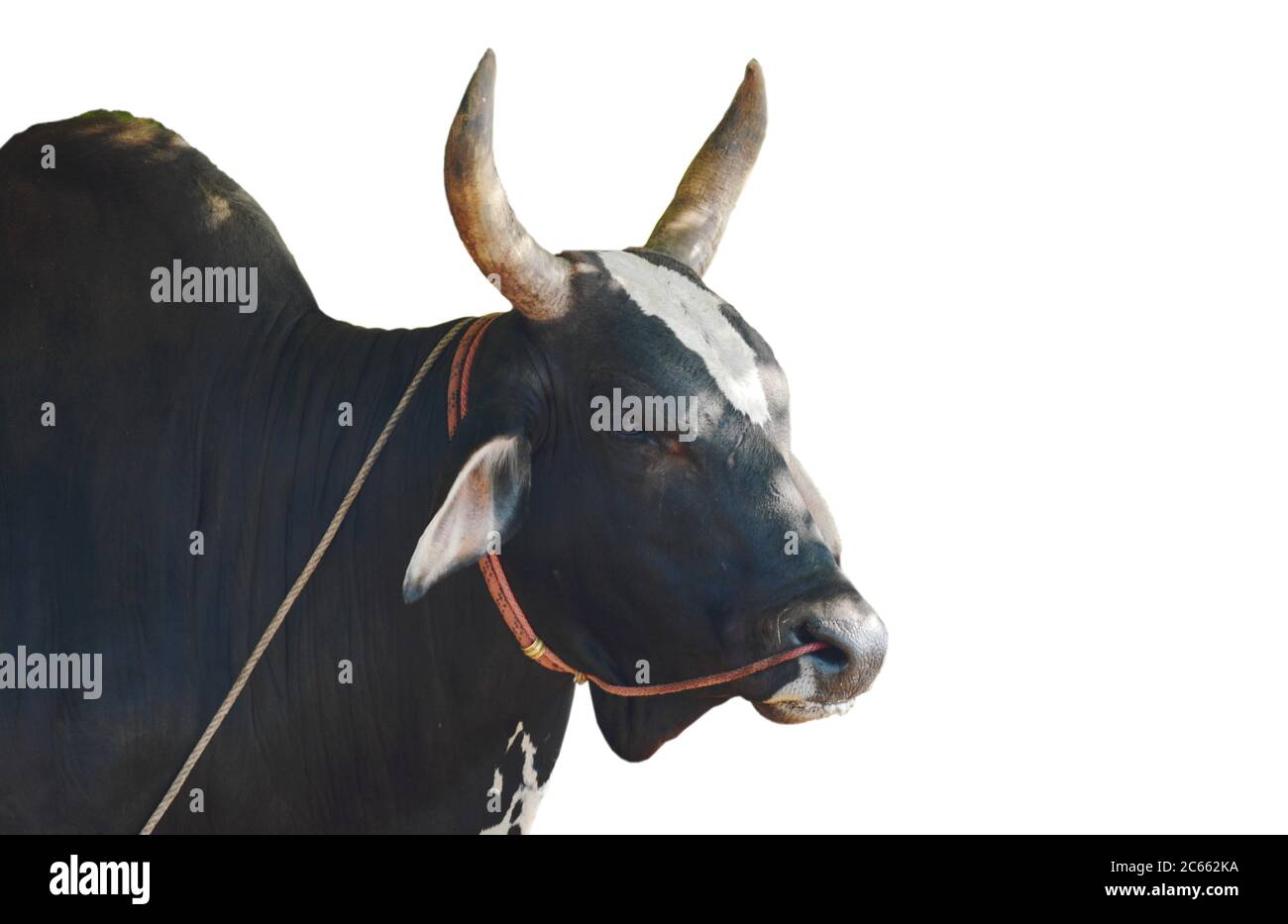 black male Brahman cattle on white background Stock Photo - Alamy