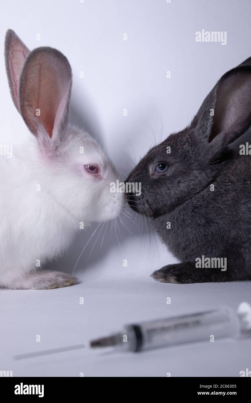 scared white and gray rabbits-bunnies near an injection-syringe. copy ...