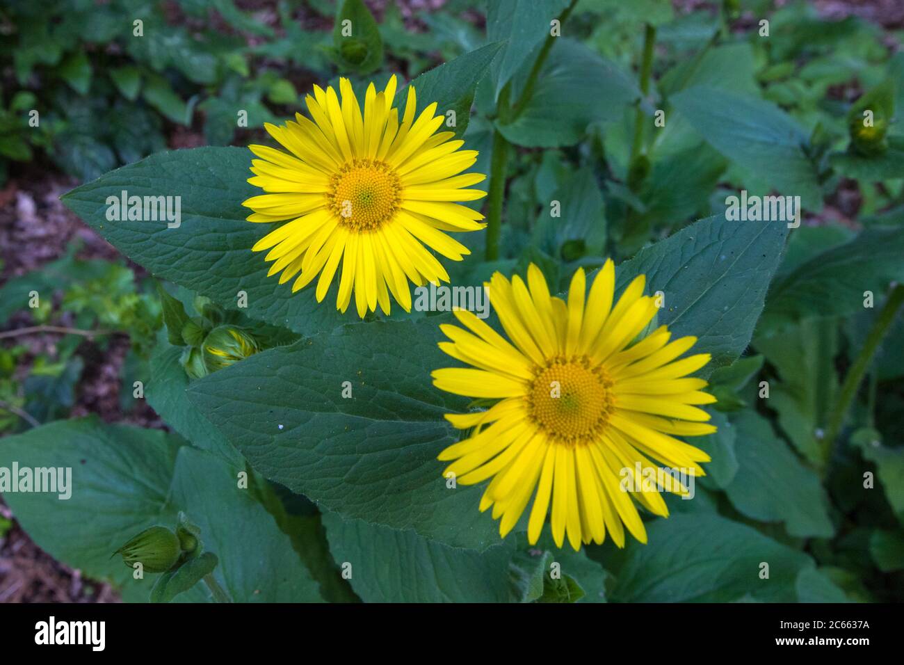 Leopards bane flower hi-res stock photography and images - Alamy