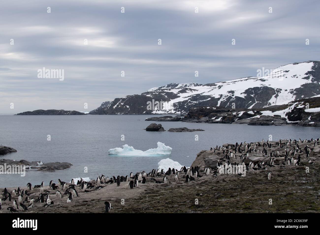 Chinstrap Penguin (Pygoscelis antarctica) on Signy Island, Coronation ...