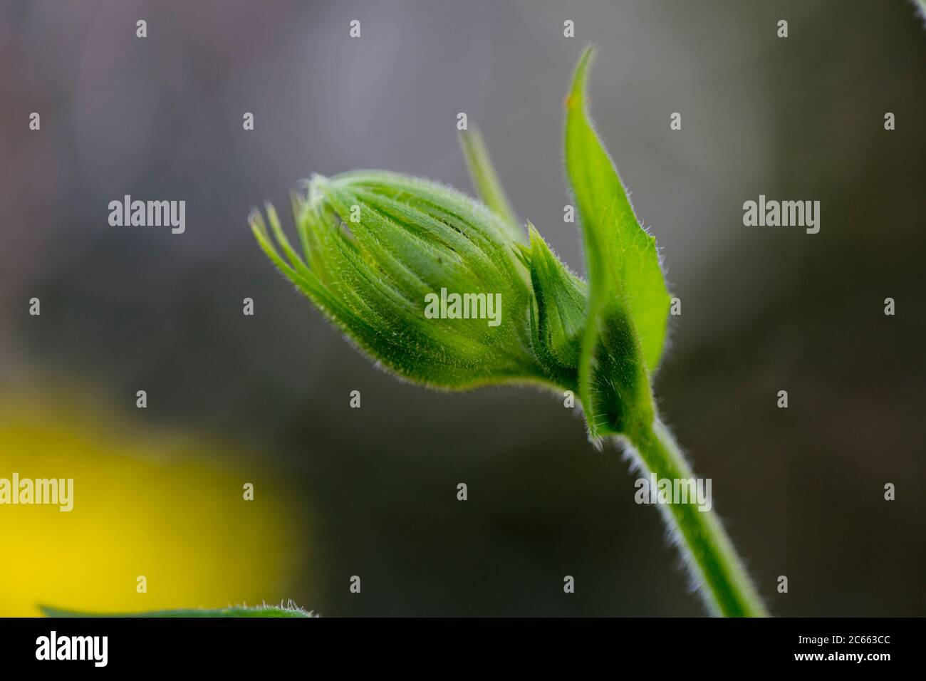 Leopard’s-Bane flower bud Stock Photo - Alamy