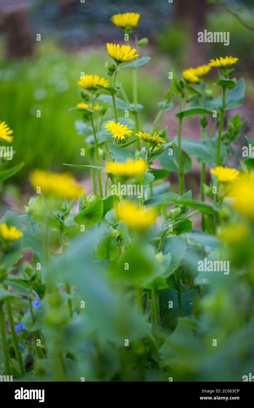 Leopards bane flower hi-res stock photography and images - Alamy