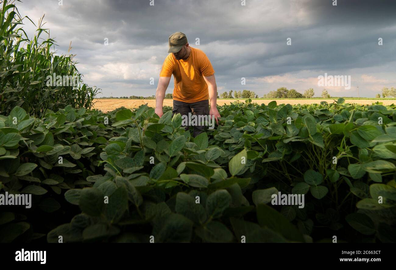 Farmer in soybean fields. Growth, outdoor Stock Photo - Alamy