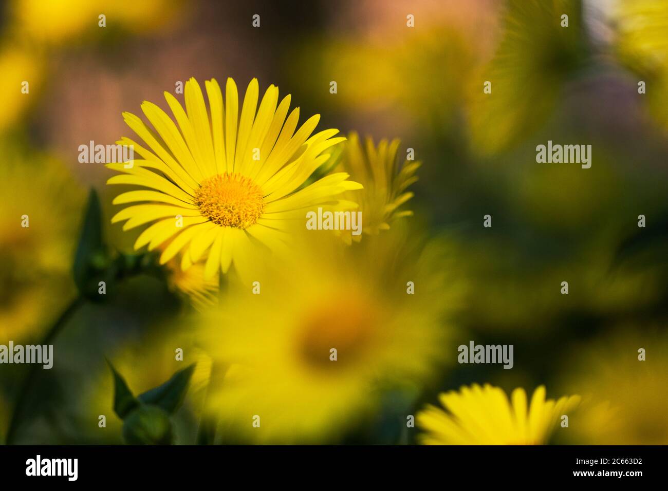 Bane forest hi-res stock photography and images - Alamy