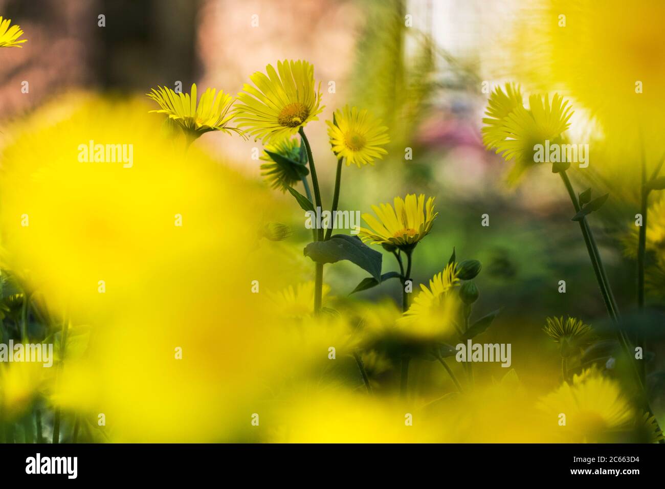 Bane forest hi-res stock photography and images - Alamy