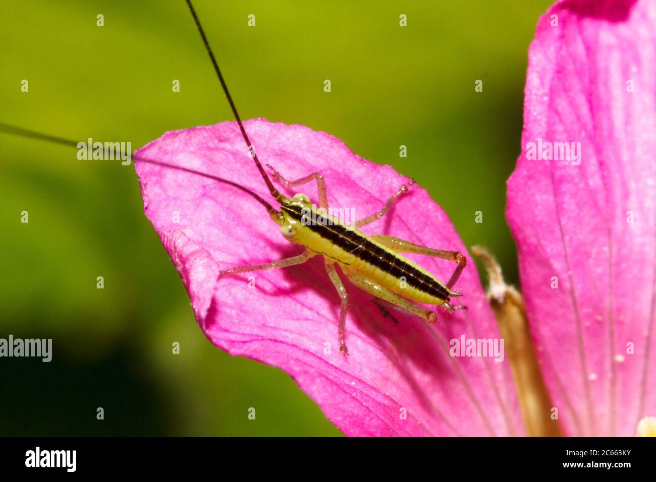 Long winged cone head hi-res stock photography and images - Alamy
