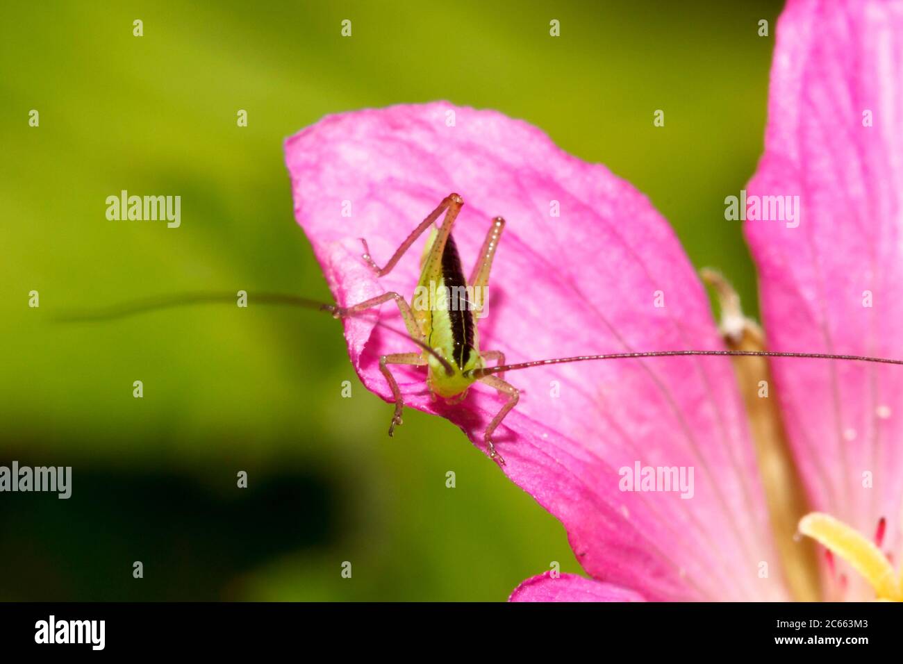 Long winged cone-head nymph (Conocephalus fuscus) Sussex garden, UK ...