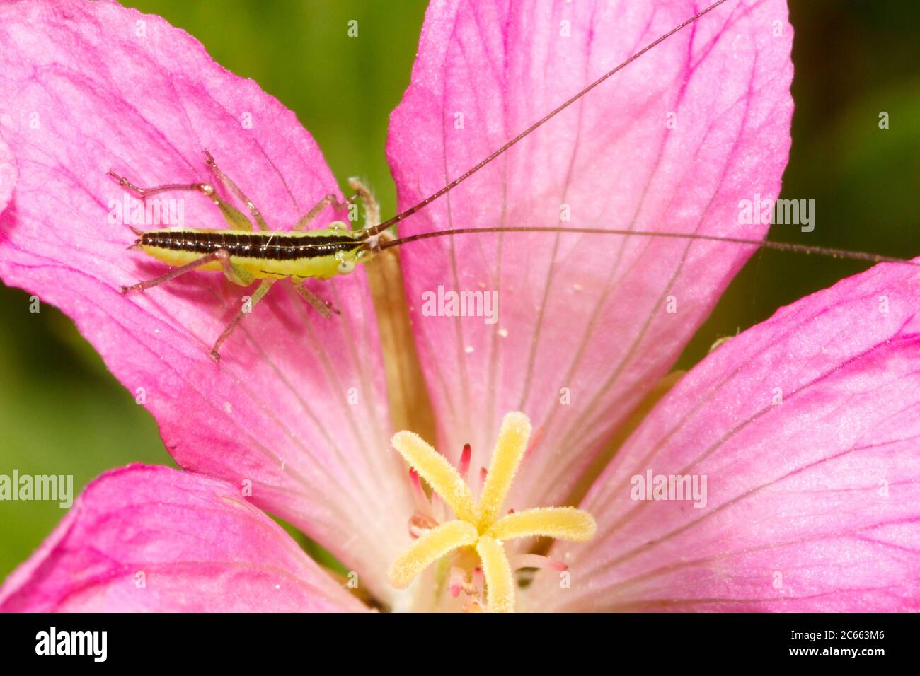 Long Winged Cone Head High Resolution Stock Photography and Images - Alamy