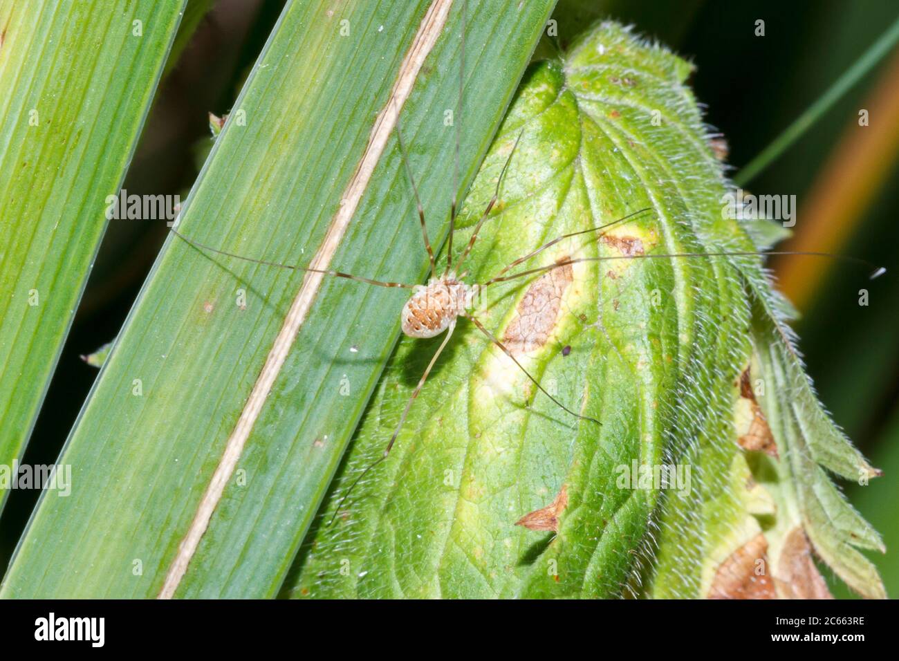 Harvestman insect hi-res stock photography and images - Alamy
