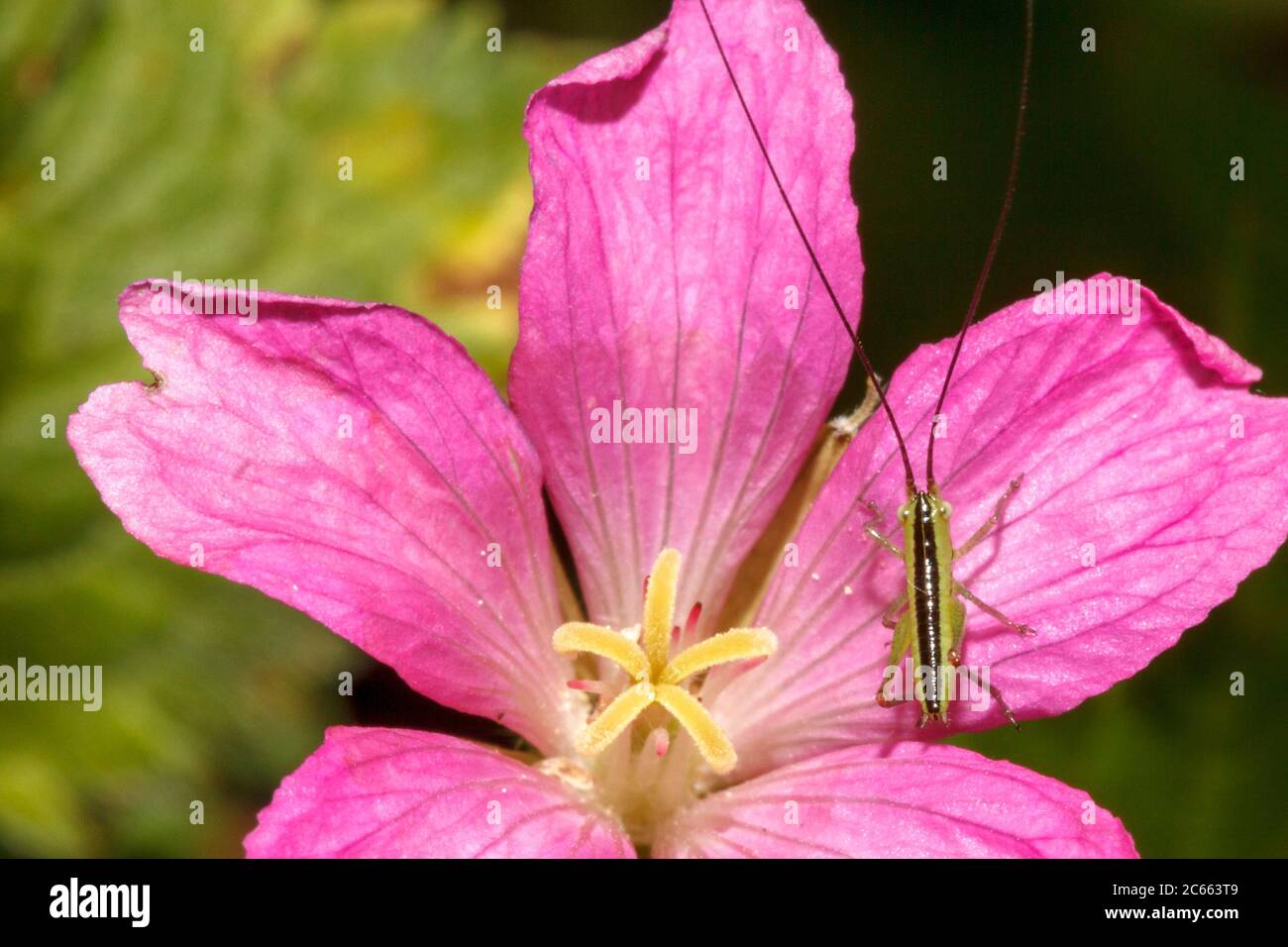 Long winged cone head hi-res stock photography and images - Alamy