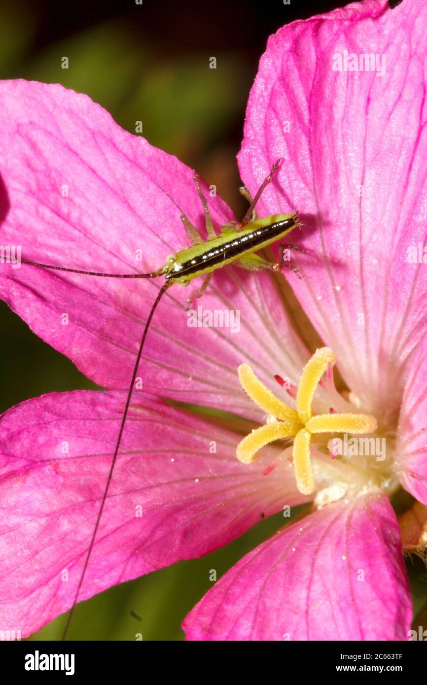 Long Winged Cone Head High Resolution Stock Photography and Images - Alamy