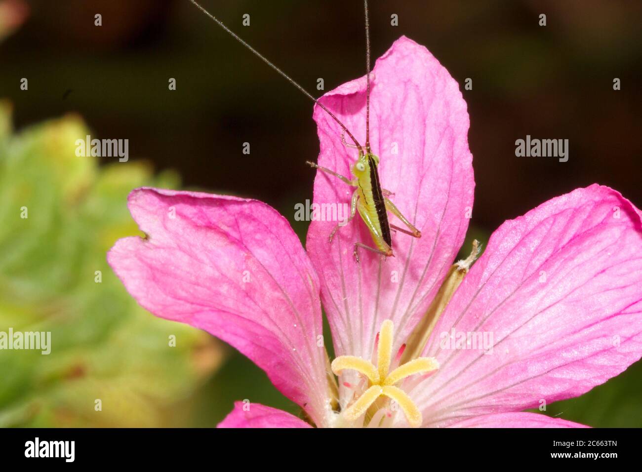 Long winged cone head hi-res stock photography and images - Alamy