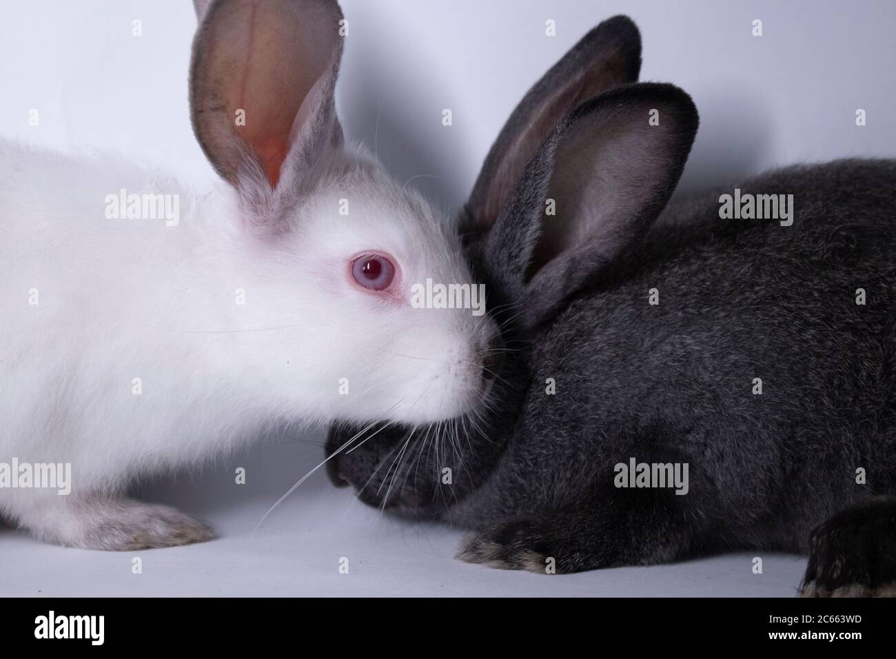 White Rabbits High Resolution Stock Photography and Images - Alamy