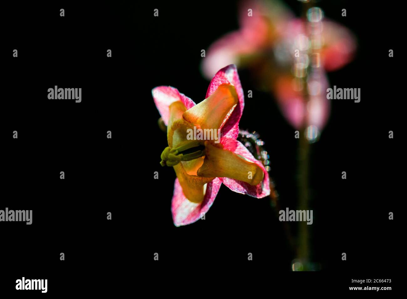 Epimedium alpinum hi-res stock photography and images - Alamy