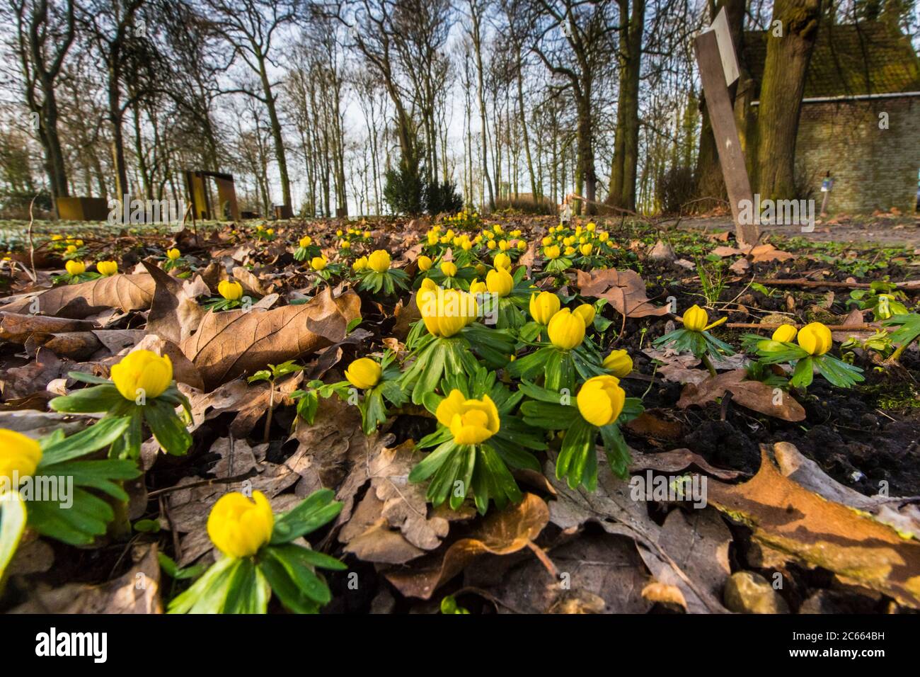 Winter aconite bulbs hi-res stock photography and images - Alamy