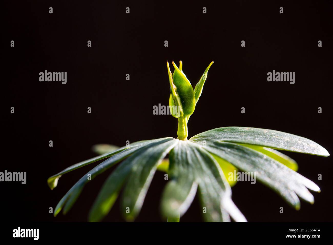 Winter Aconite seed box Stock Photo - Alamy