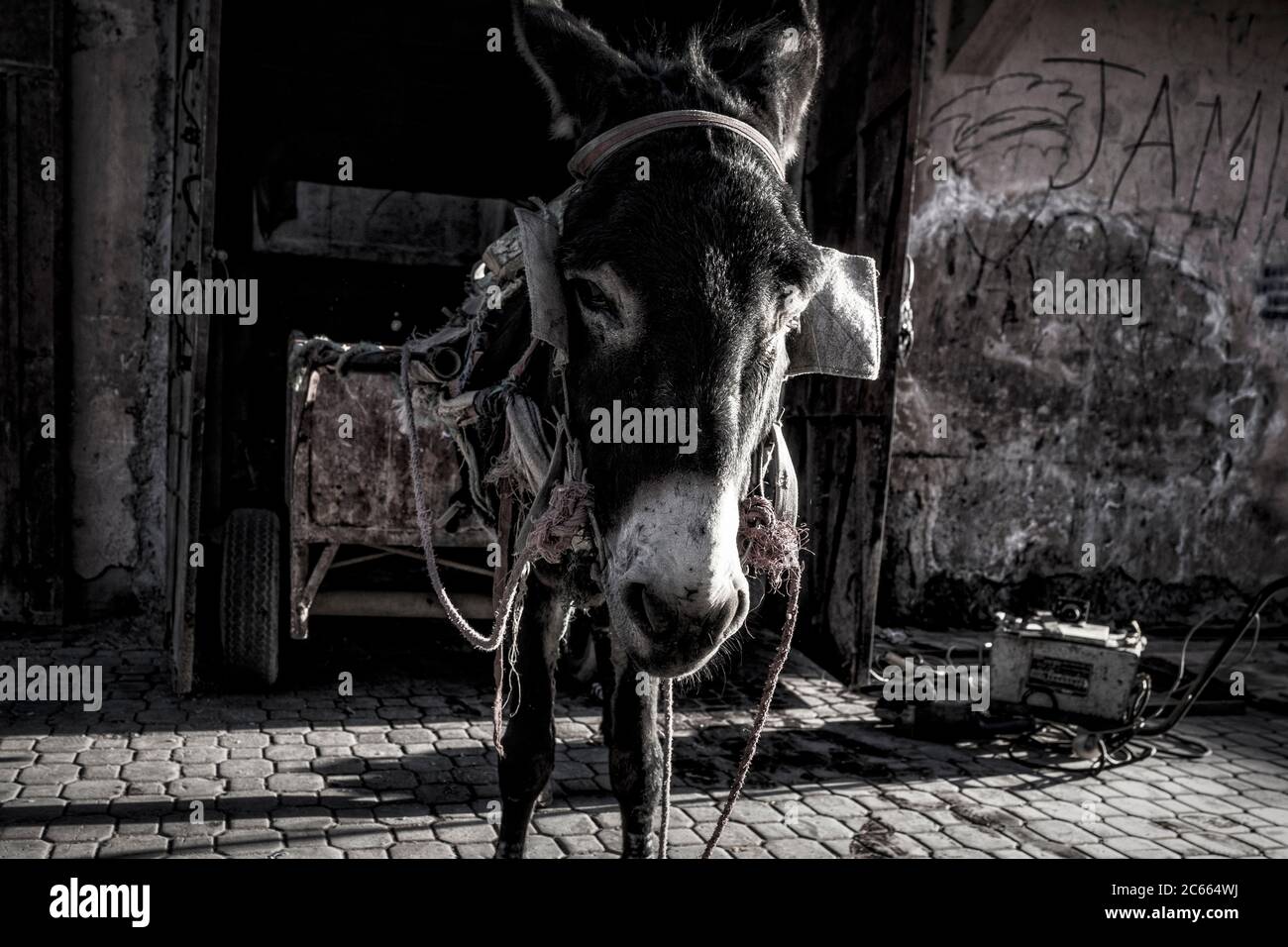 Donkey team hi-res stock photography and images - Alamy