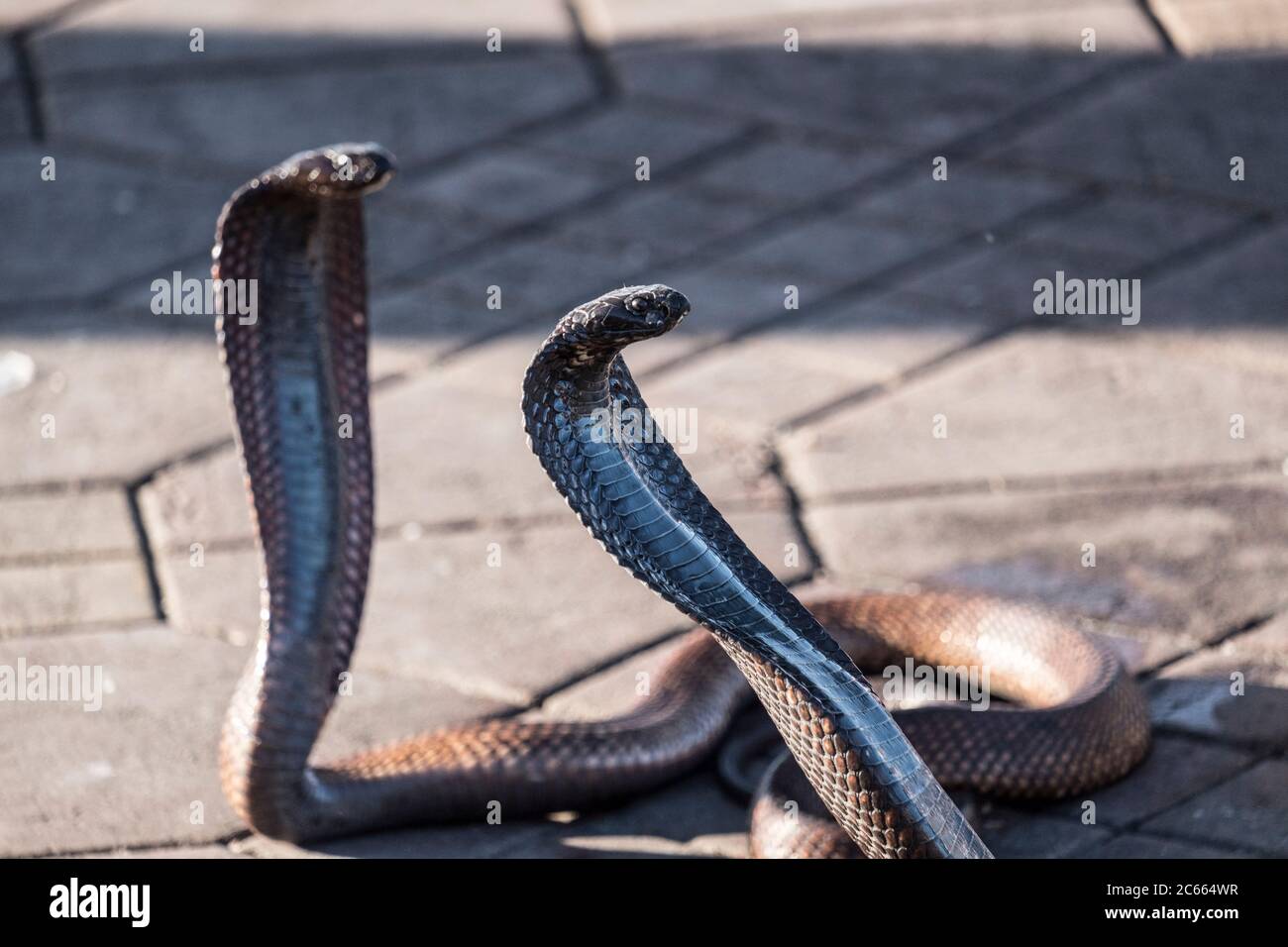 Poison snakes hi-res stock photography and images - Alamy