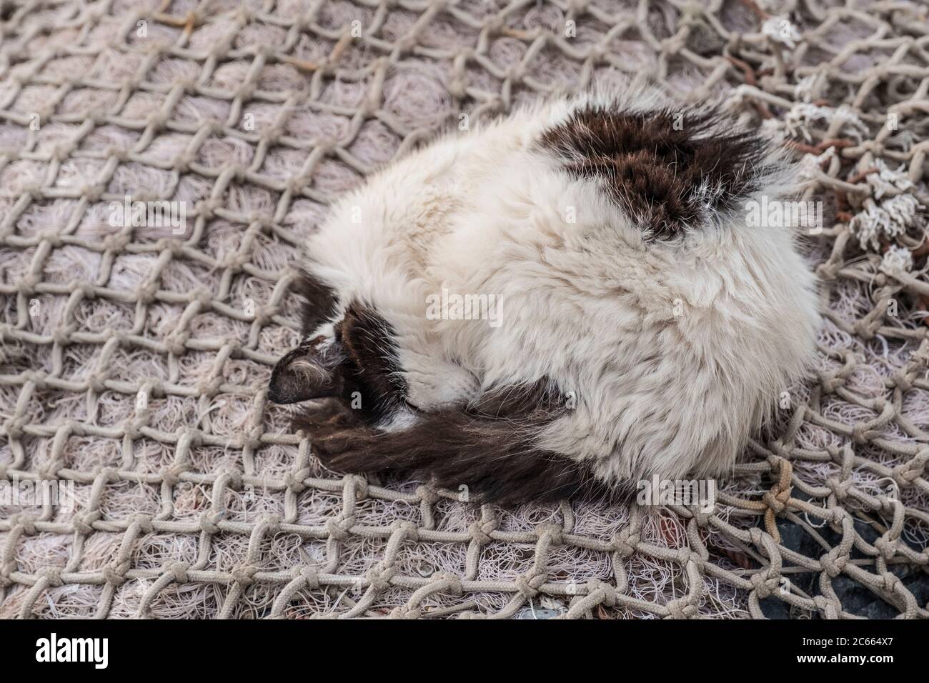 Cat resting on fishing net hi-res stock photography and images - Alamy