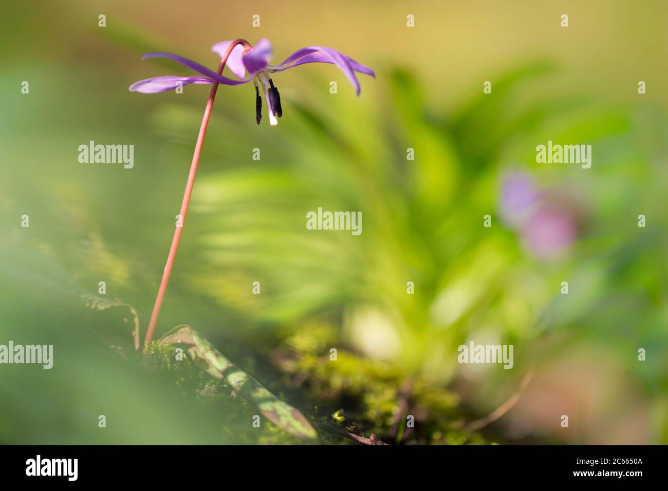 Flora of Europe. Plant and flowers Stock Photo - Alamy