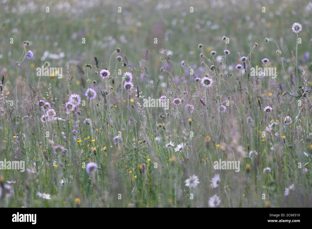 Mauve color meadow hi-res stock photography and images - Alamy
