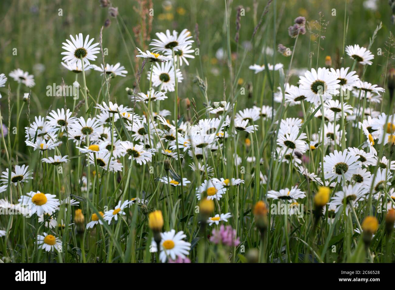 Field of daisies hi-res stock photography and images - Alamy