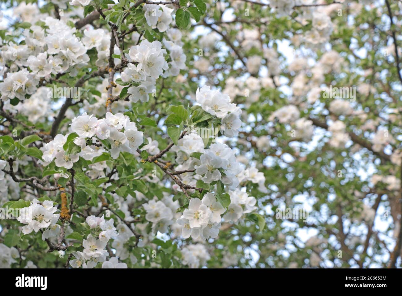 Snow-white apple blossom Stock Photo - Alamy