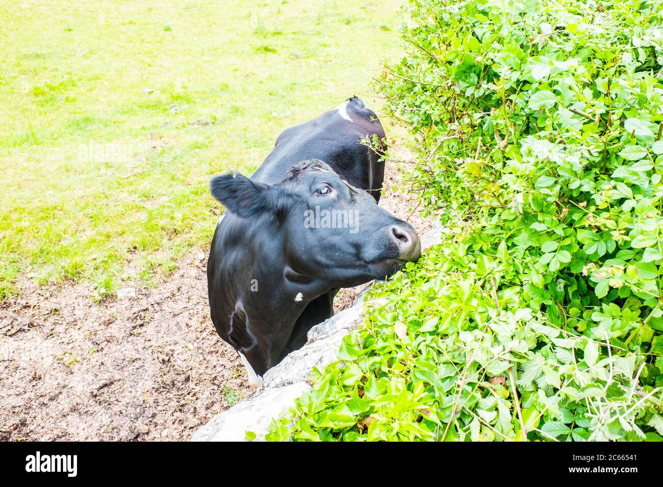 Cow eating lush new growth on bush UK Stock Photo - Alamy