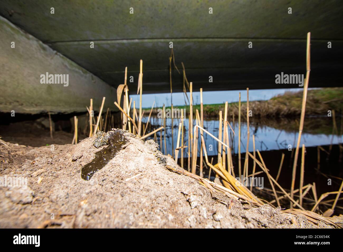 Animal tracks European otter Stock Photo - Alamy