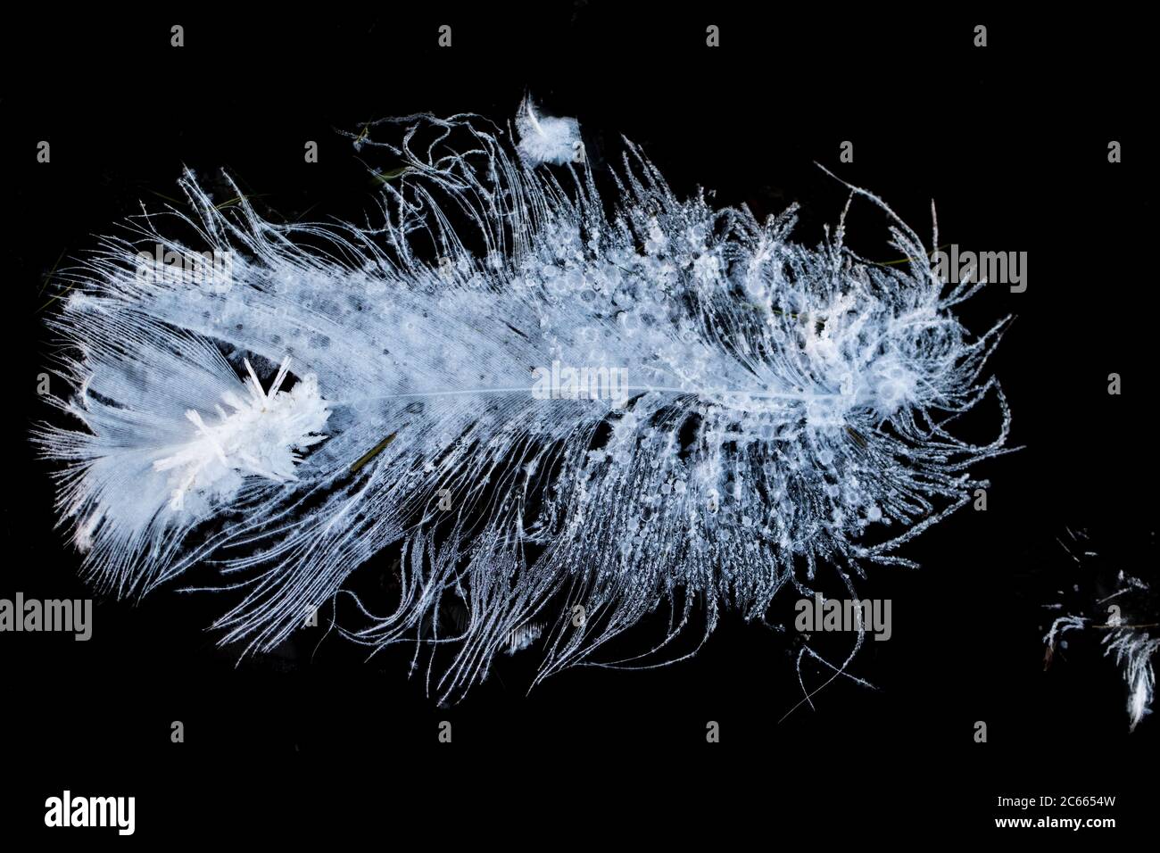 Bird feather in ice Stock Photo - Alamy