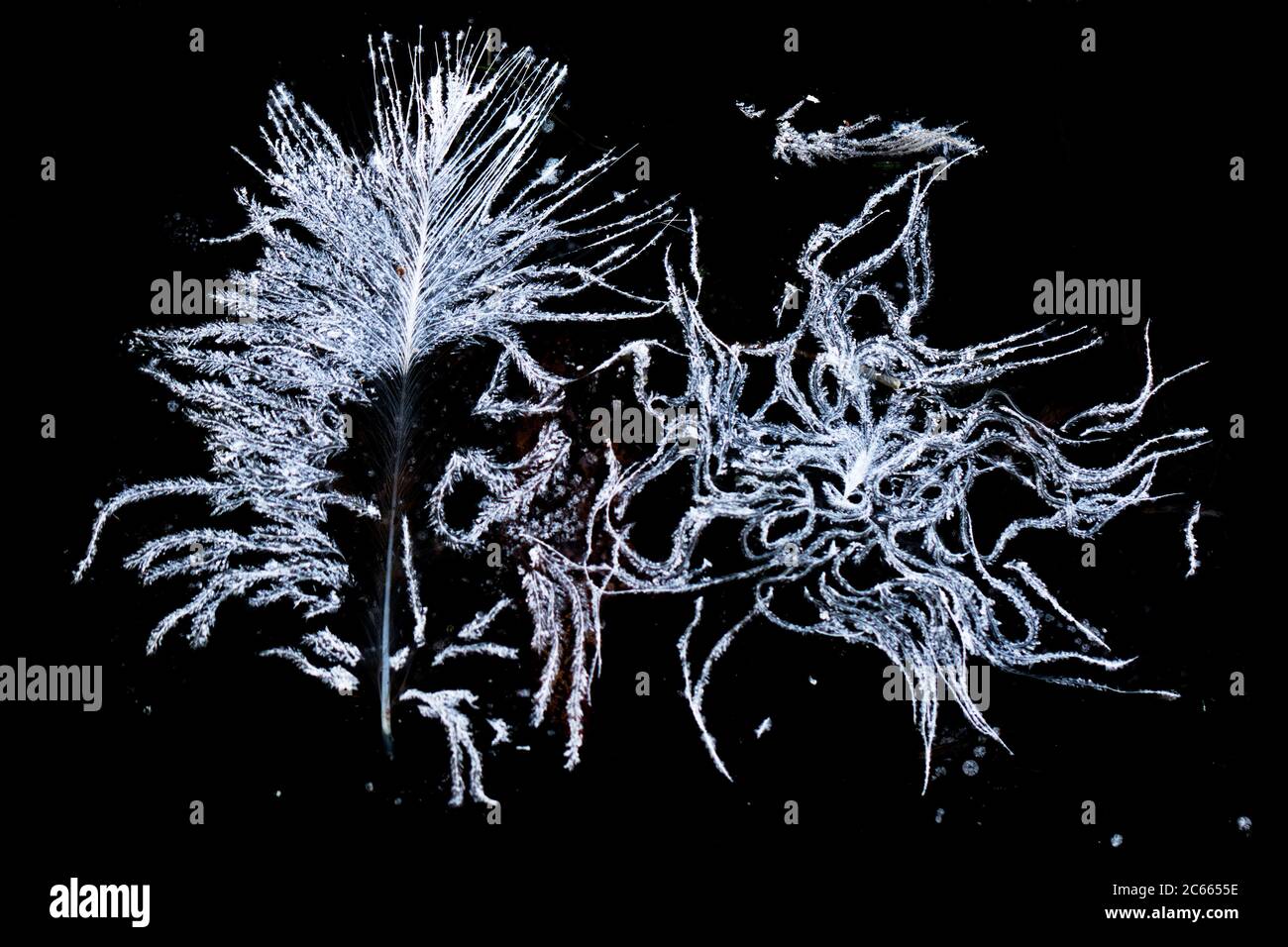 Bird feather in ice Stock Photo - Alamy