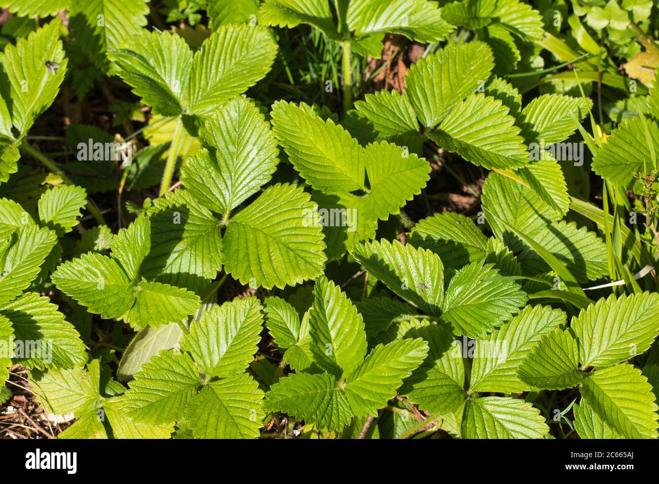Native strawberry plants hi-res stock photography and images - Alamy