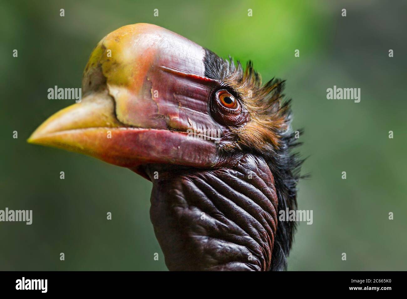 Male Helmeted Hornbill (captive), Penang Bird Park, Malaysia Stock ...