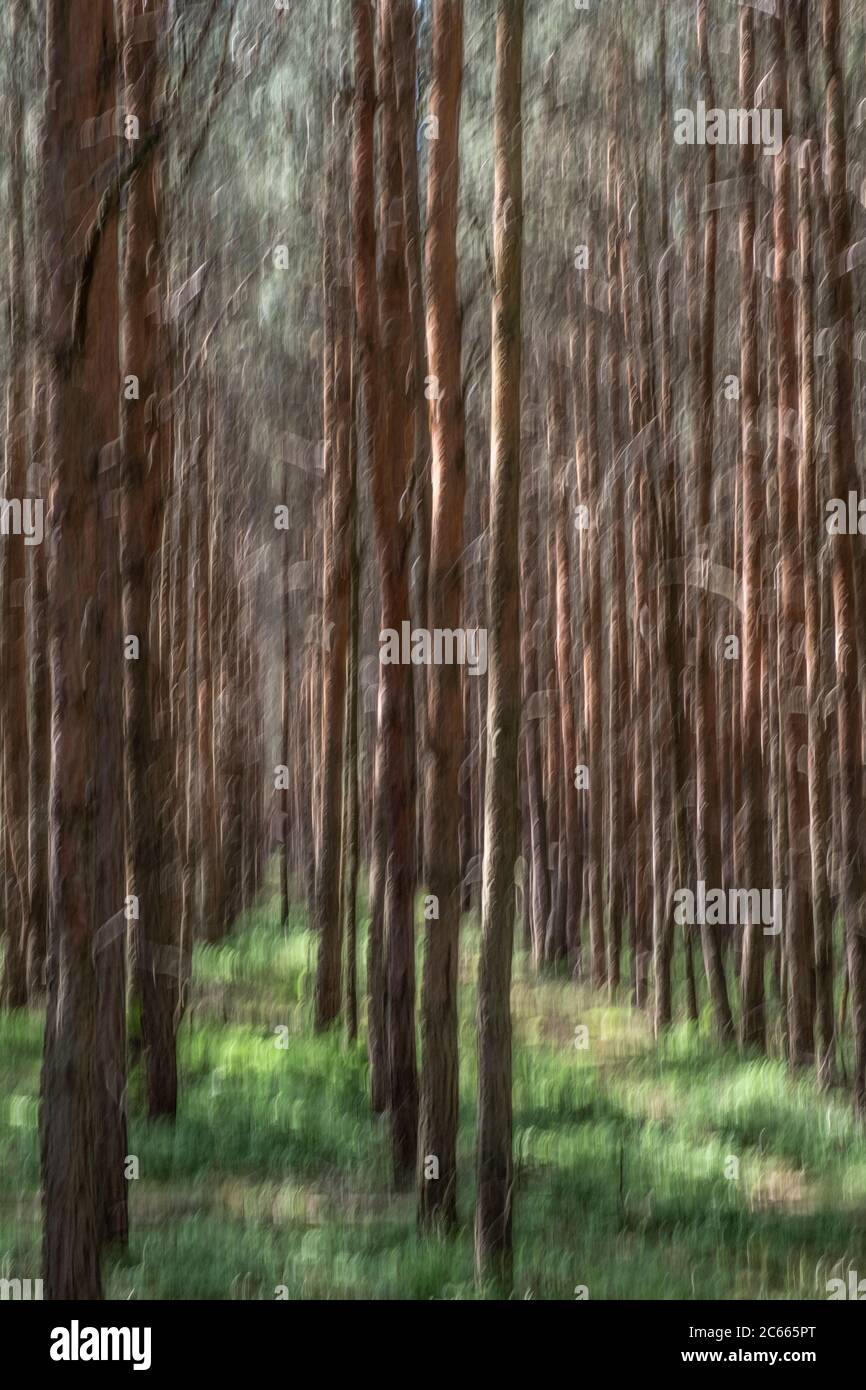Blurred, blurred forest due to motion blur Stock Photo - Alamy