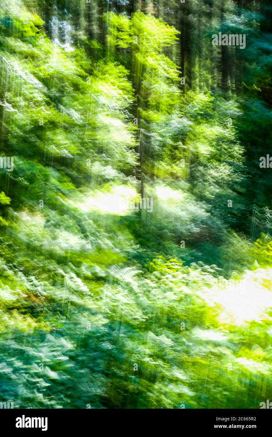Blurred forest due to motion blur hi-res stock photography and images ...