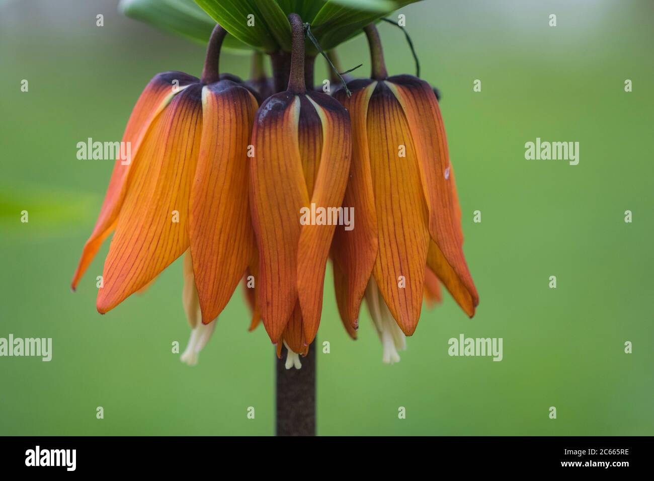 Crown Imperial flowers Stock Photo - Alamy