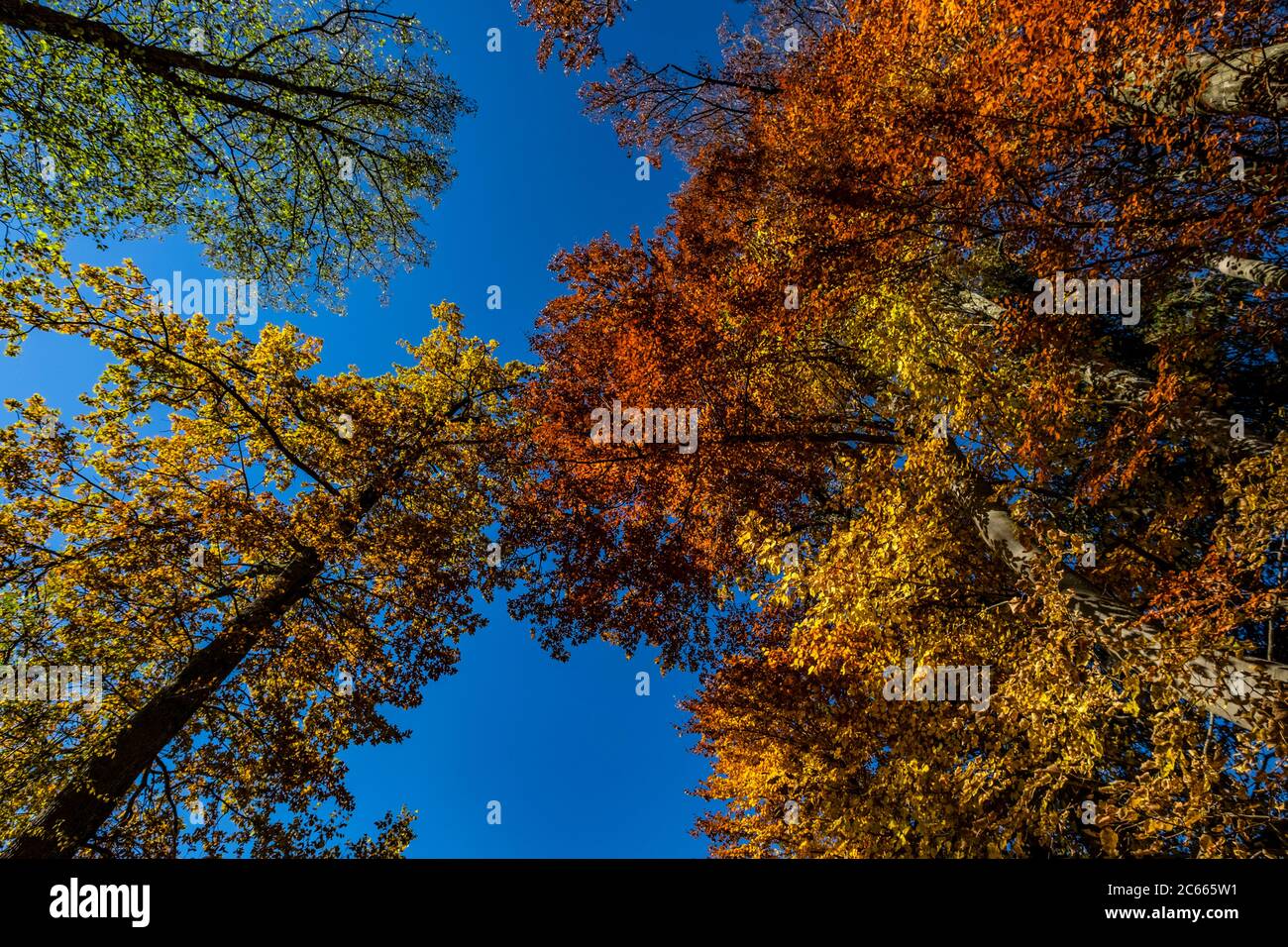 Trees with coloured foliage, Bavaria, Germany Stock Photo - Alamy