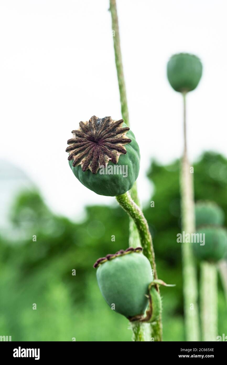 Poppy seed capsules in a poppy field Stock Photo - Alamy