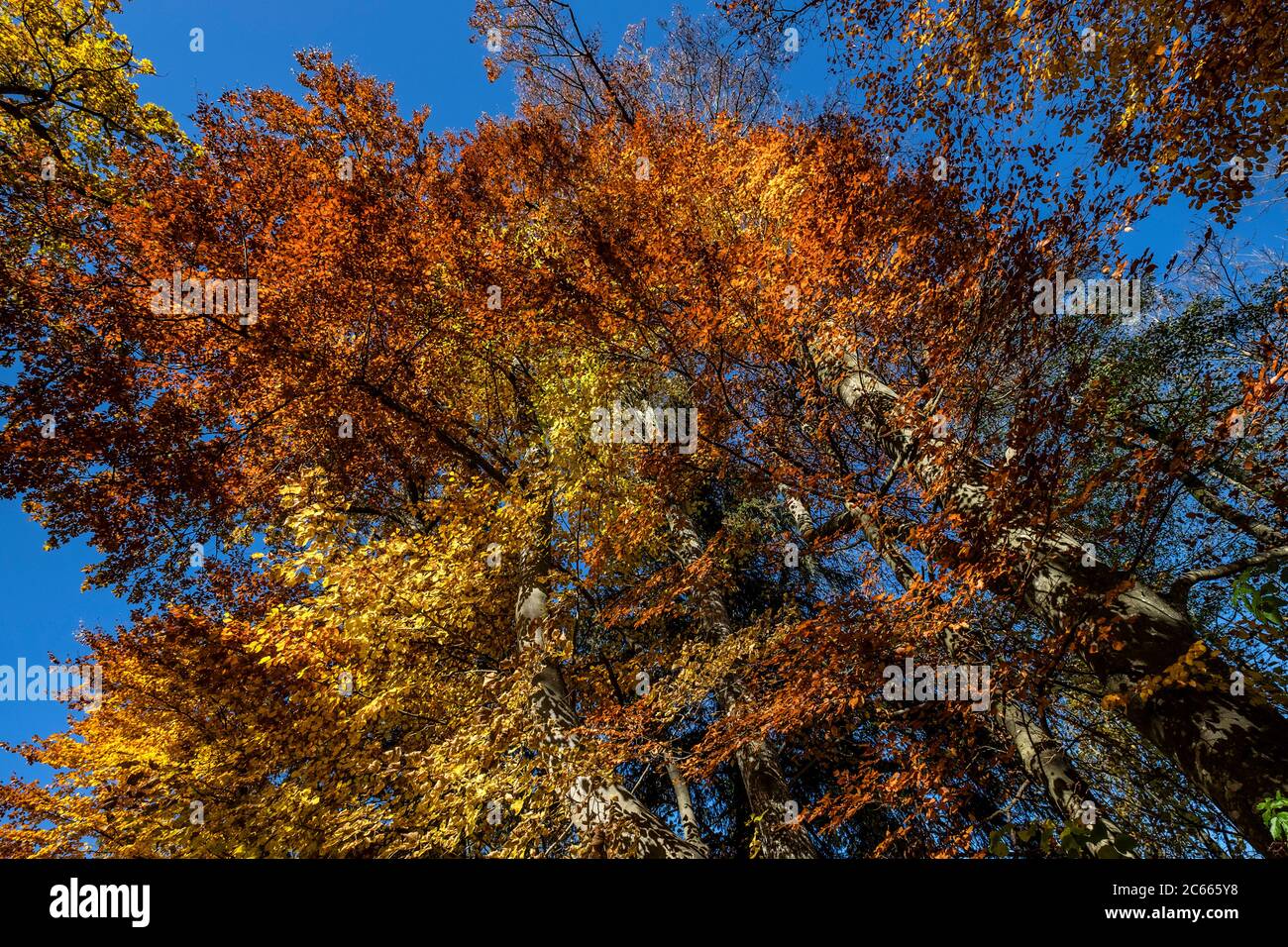 Trees with coloured foliage, Bavaria, Germany Stock Photo - Alamy