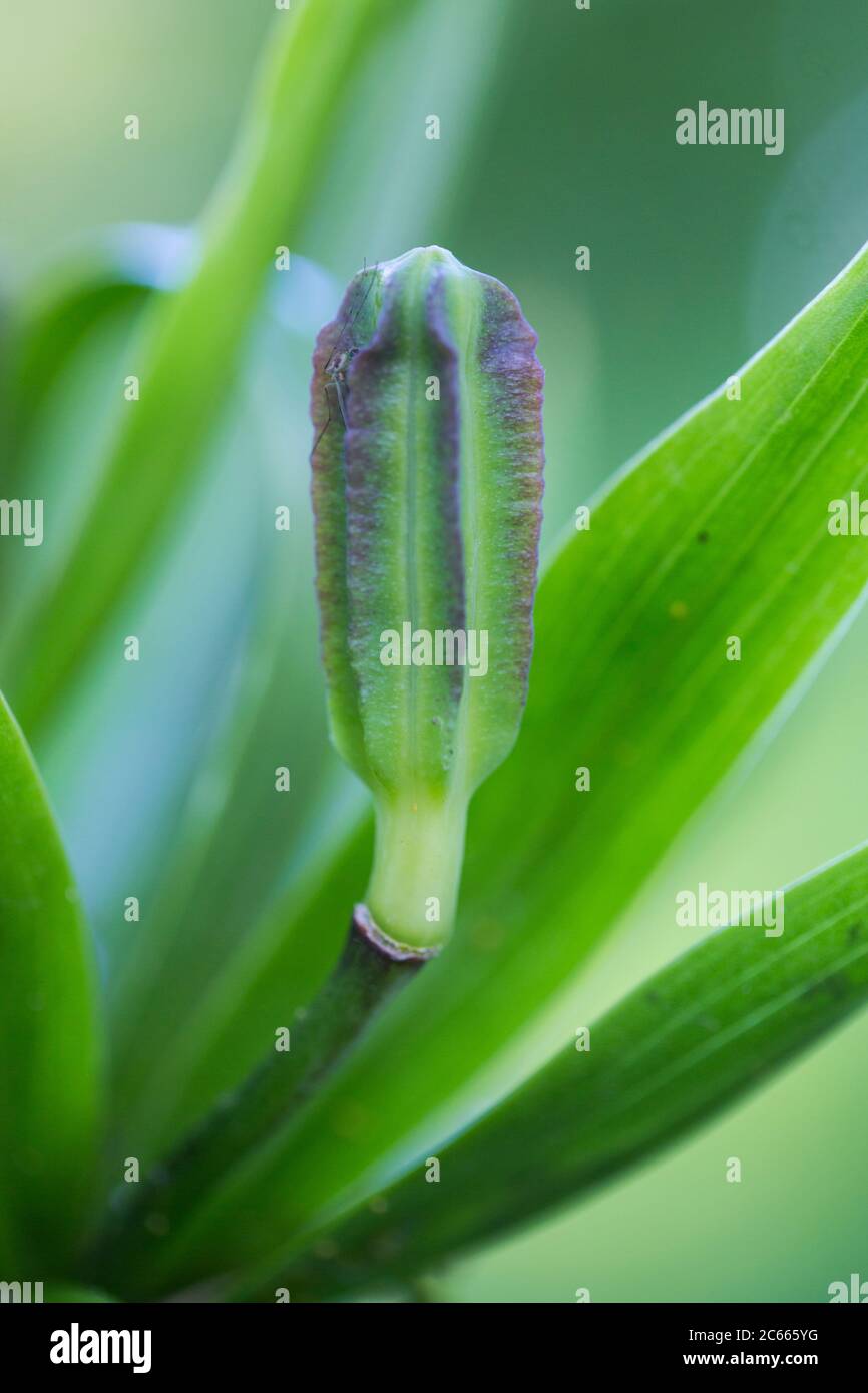 Crown Imperial seed box Stock Photo - Alamy