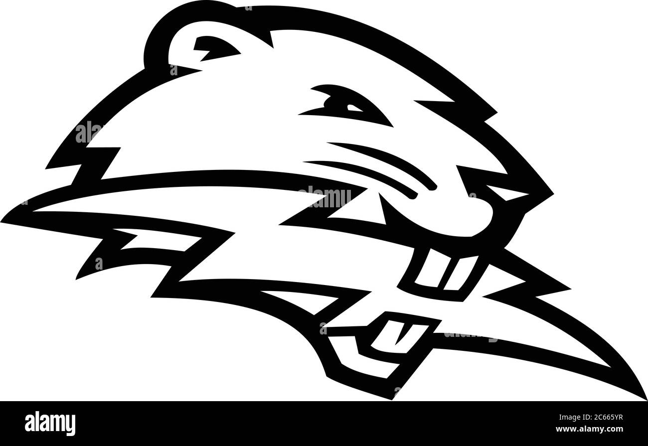 Black and white mascot illustration of head of a North American beaver ...