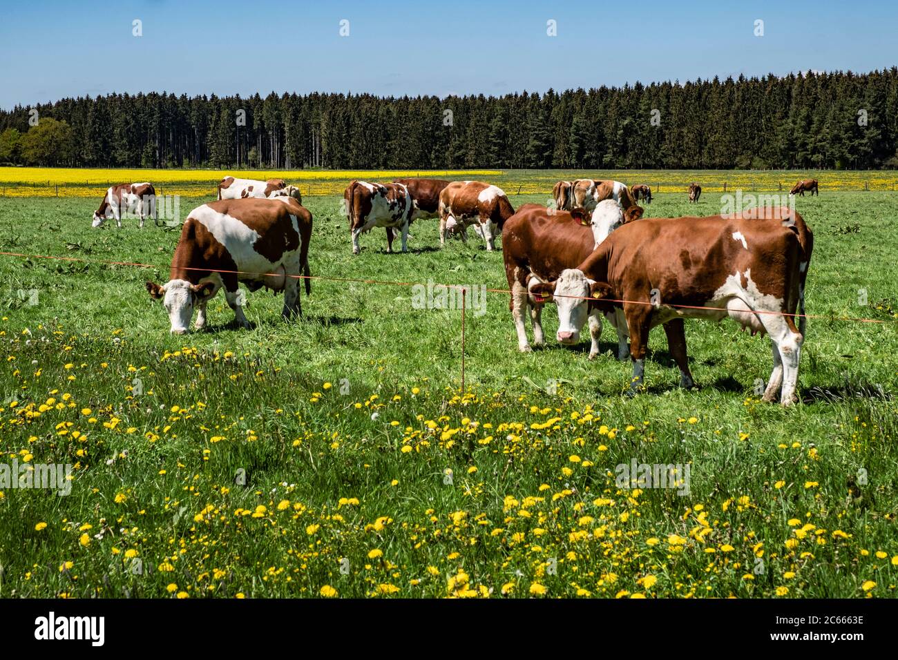 Cows in the foothills of the Alps, Bavaria, Germany Stock Photo - Alamy