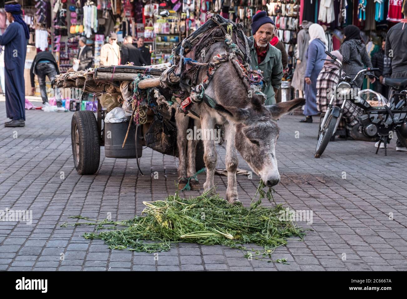 Donkey carriage in an alley in Marrakech, Morocco Stock Photo - Alamy