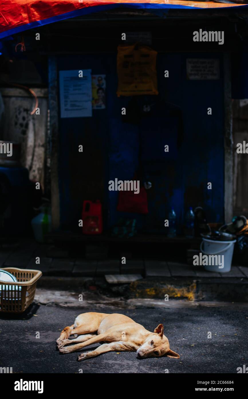 Stray Dog in Mumbai India Stock Photo - Alamy