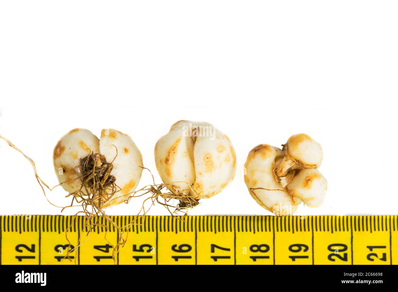 Snake's Head Fritillary bulbs Stock Photo - Alamy